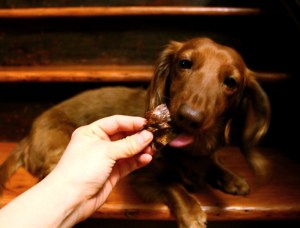 Dehydrated Scoby….. Doggie Snacks – EAT it NOW or EAT it LATER